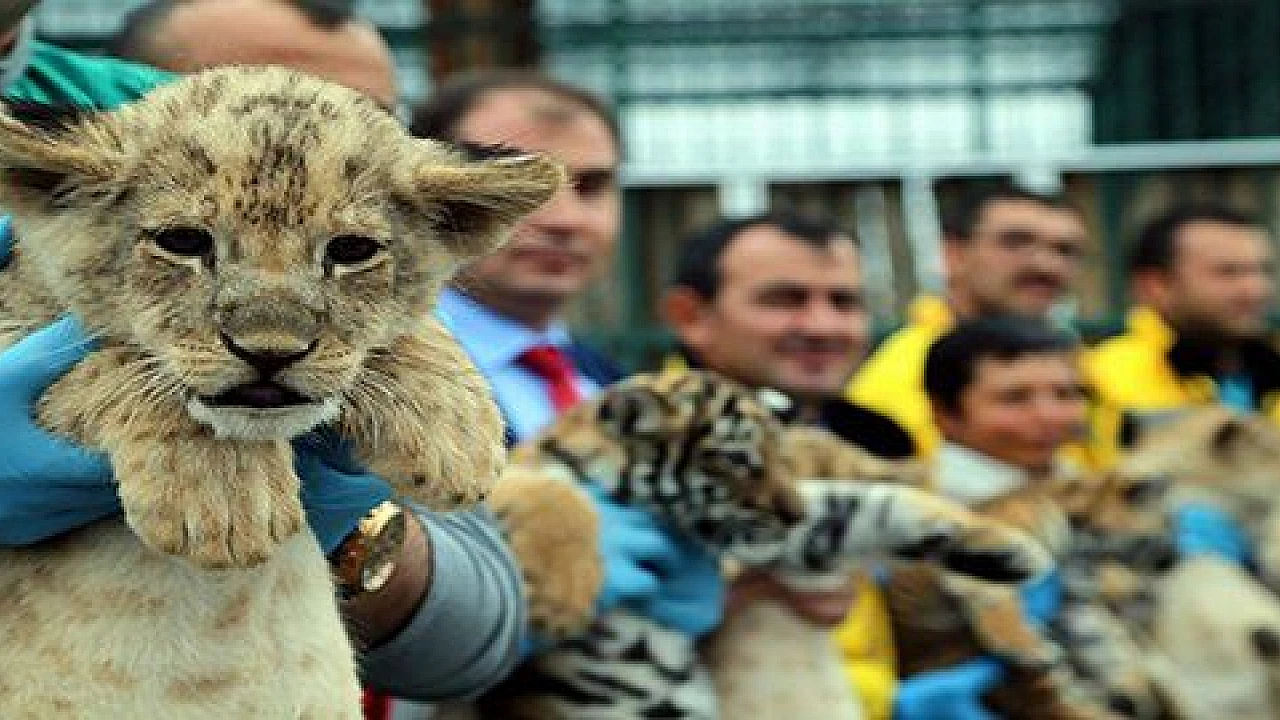 Anadolu Harikalar Diyarı'ndaki Hayvanat Bahçesi'nde dört aslan ve üç ...
